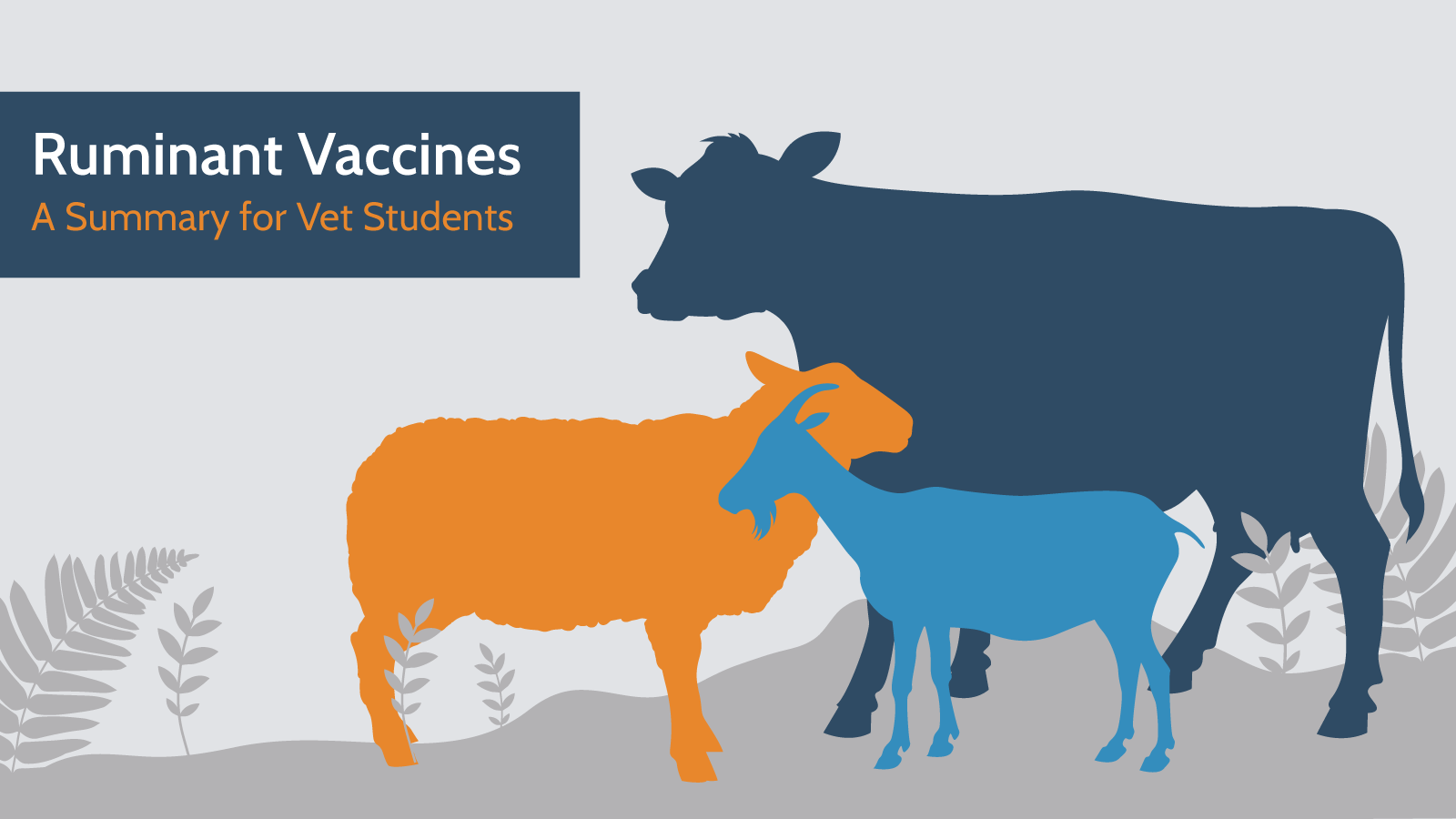 Ruminant Animals List